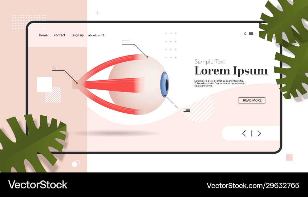 Human eye icon internal organ structure detailed Vector Image