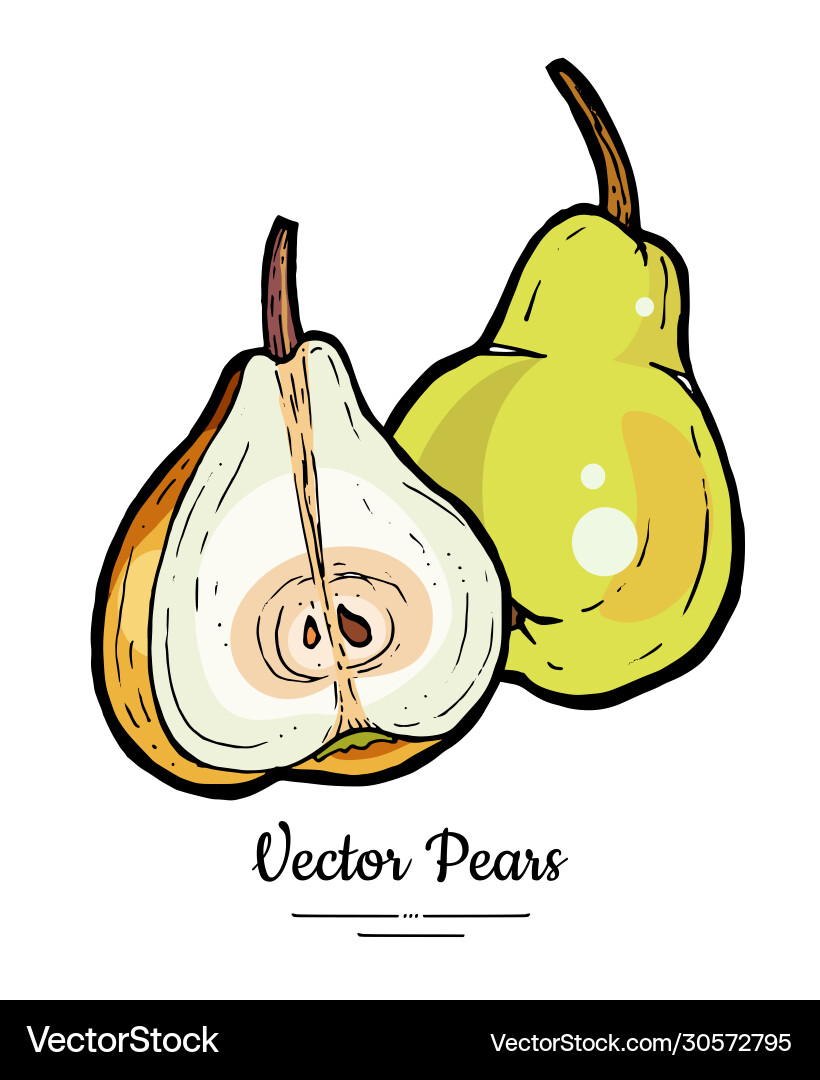 Pears fruits isolate green pear whole Royalty Free Vector