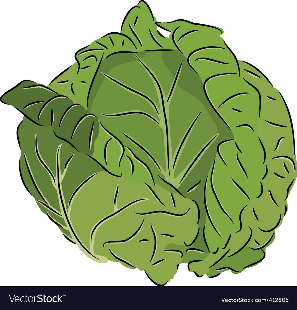 Cabbage Royalty Free Vector Image - VectorStock