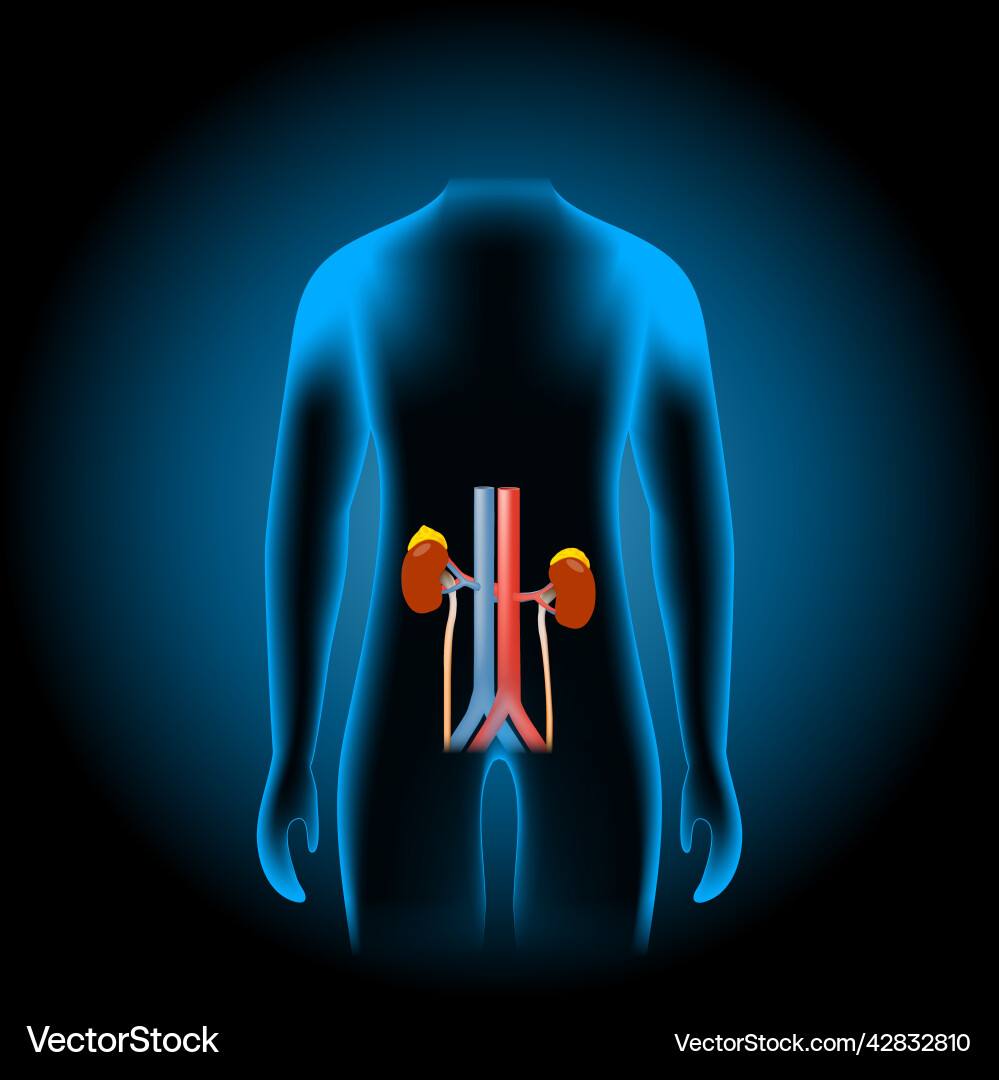 Human renal system into x-ray blue realistic torso
