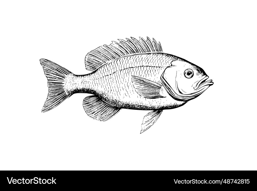 Perch hand drawn engraving fish isolated on white Vector Image