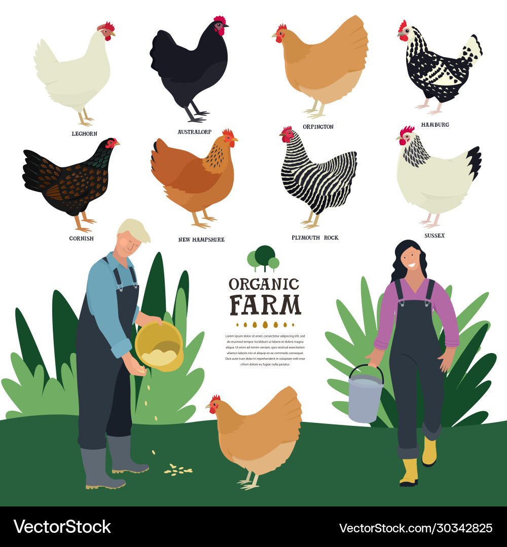 Set eight breeds domestic chicken flat Royalty Free Vector