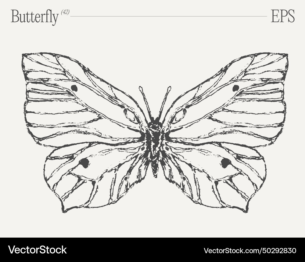 Hand drawn butterfly Royalty Free Vector Image