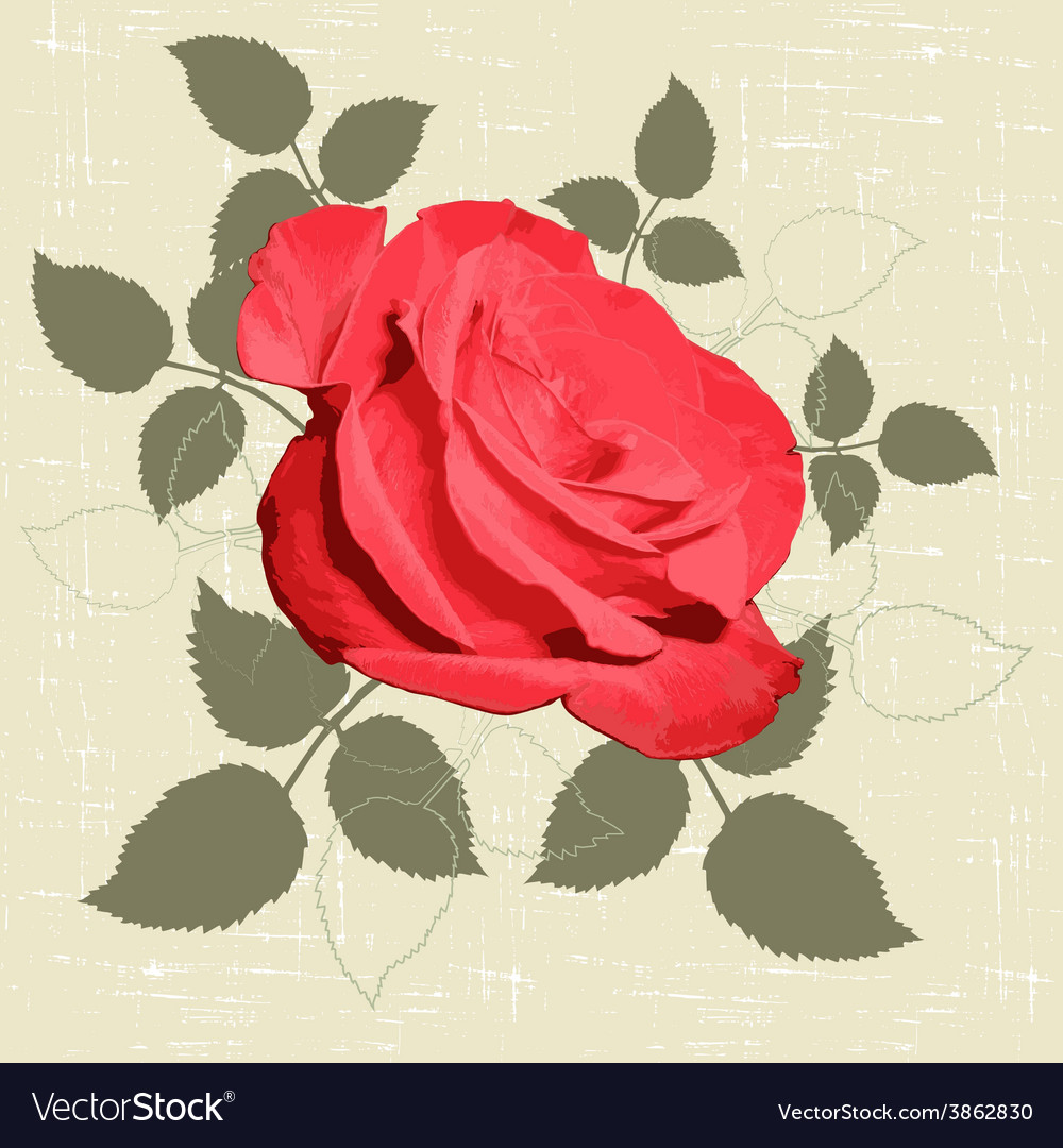 Rose Royalty Free Vector Image - VectorStock
