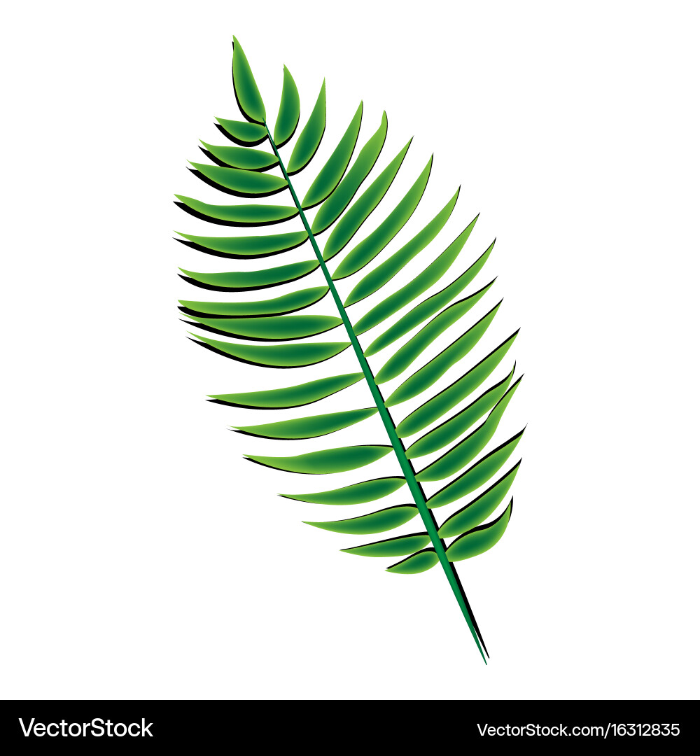 Green palm leaf Royalty Free Vector Image - VectorStock