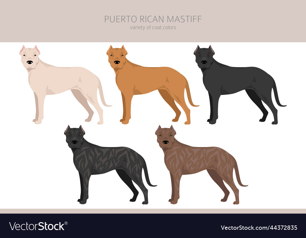 Puerto rican mastiff clipart all coat colors set Vector Image