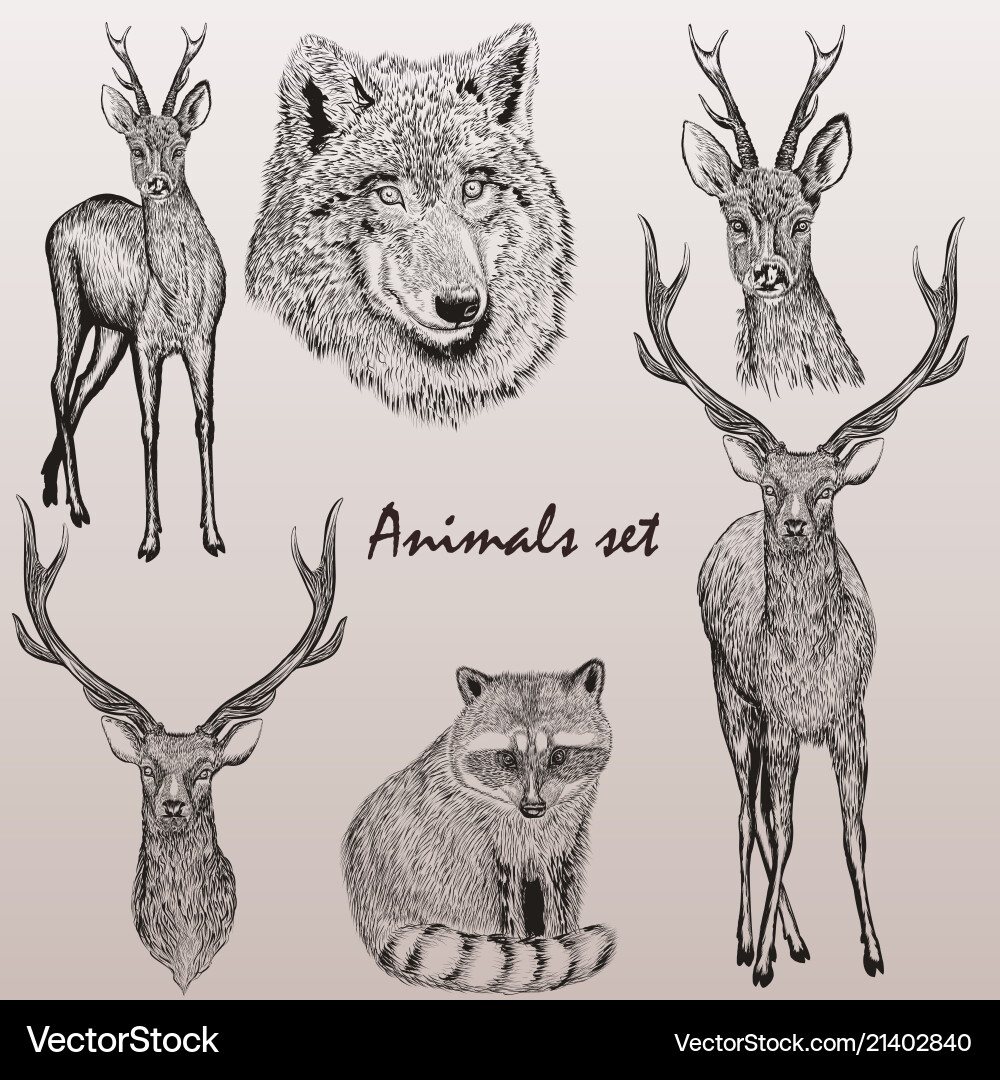 Collection high detailed animals for design Vector Image