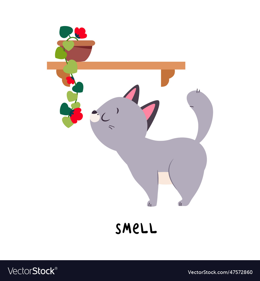 Funny grey cat smell flower as english verb Vector Image Funny grey cat smell flower as english verb Vector Image