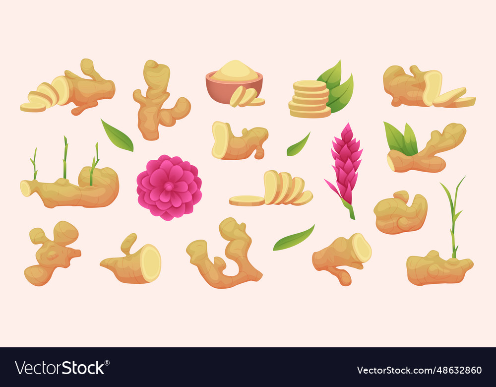 Ginger natural food healthy products exact Vector Image
