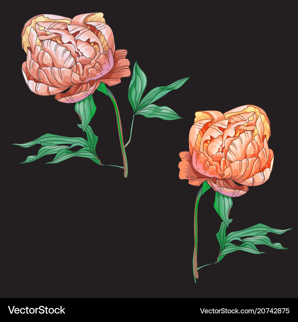 Two beautiful pink peony flowers isolated Vector Image