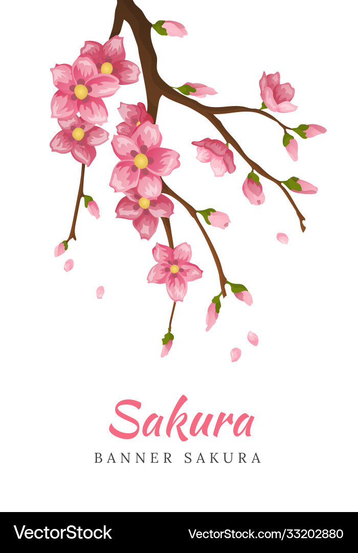 Sakura greeting card banner or invitation Vector Image