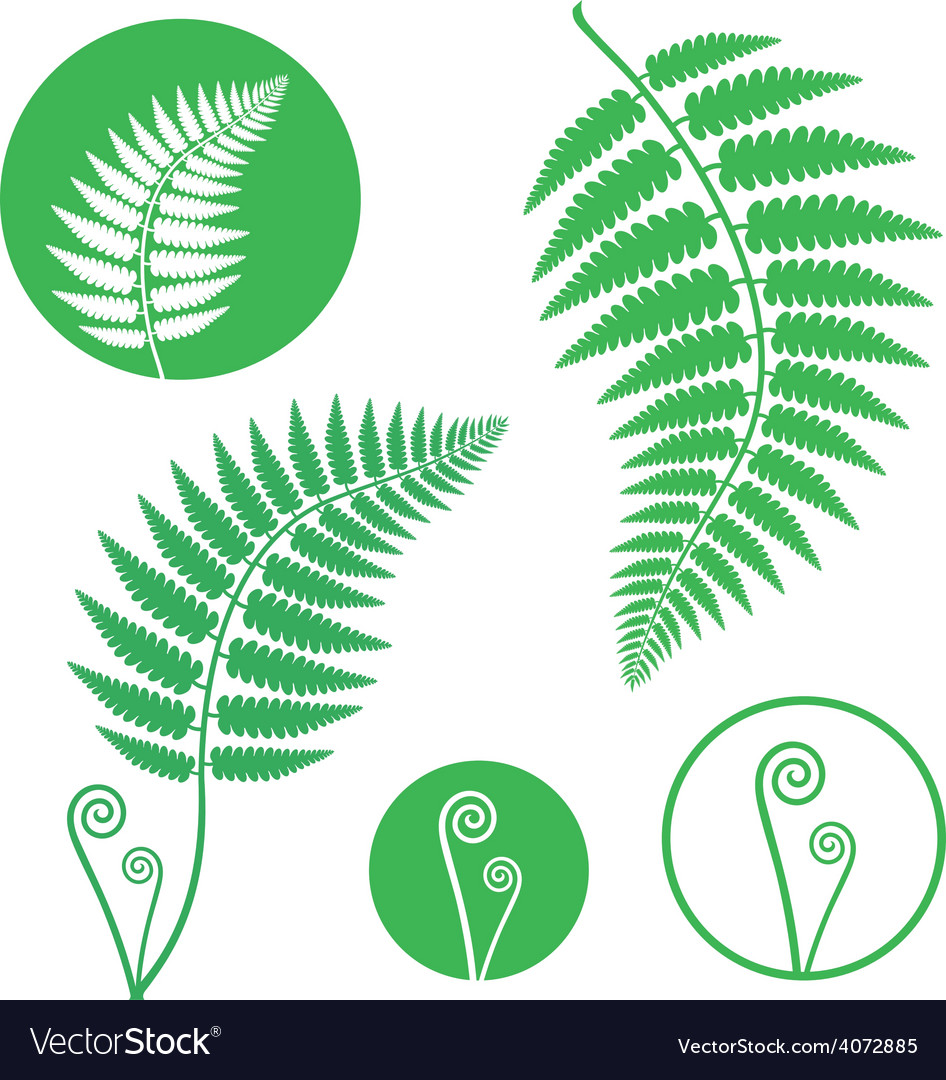 Fern Royalty Free Vector Image - VectorStock