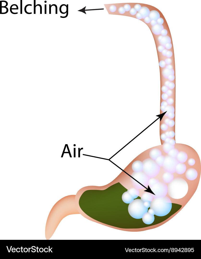 Belching air in the stomach the structure Vector Image