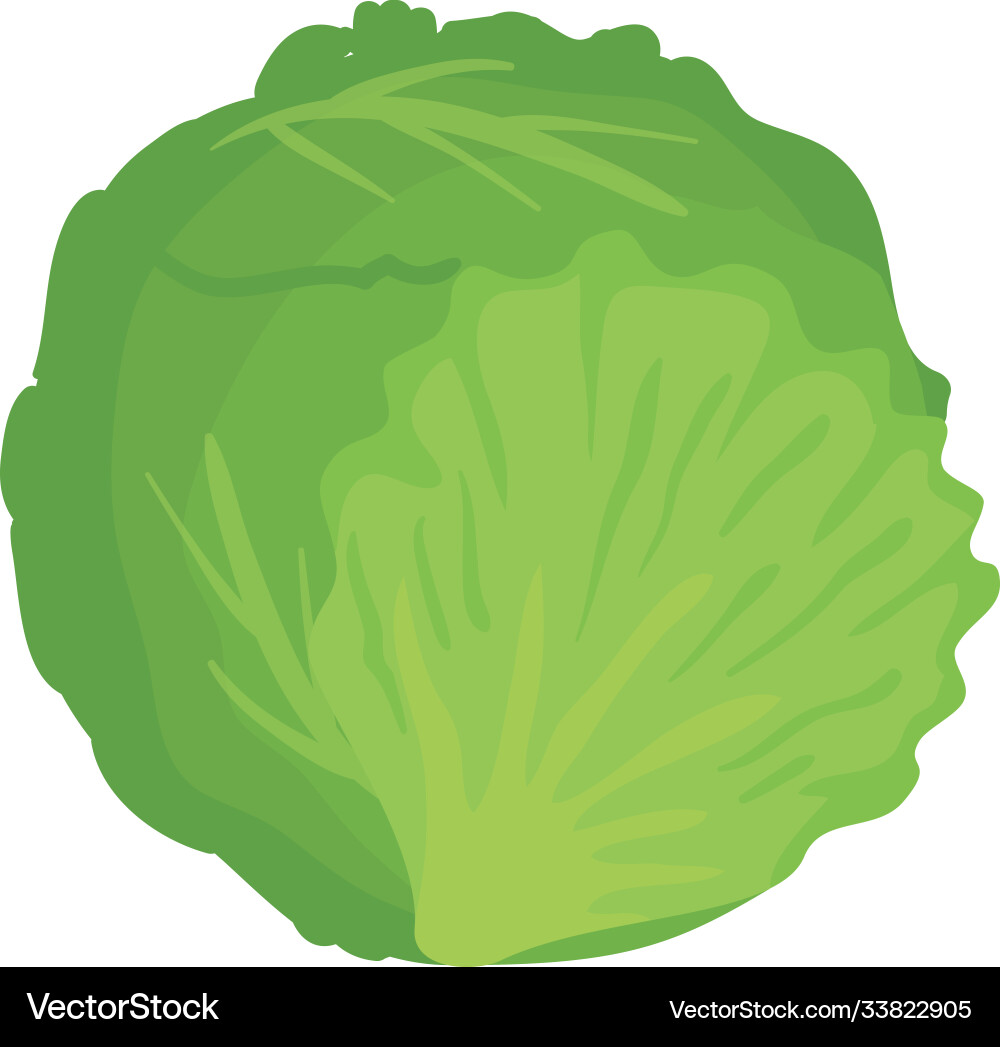 Fresh healthy lettuce on white background Vector Image