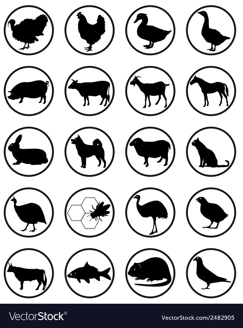 Pets Royalty Free Vector Image - VectorStock