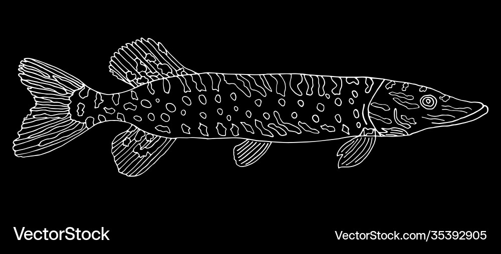Pike fish hand drawn white contour pickerel Vector Image