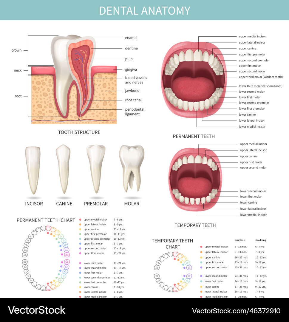 Dental anatomy infographics Royalty Free Vector Image