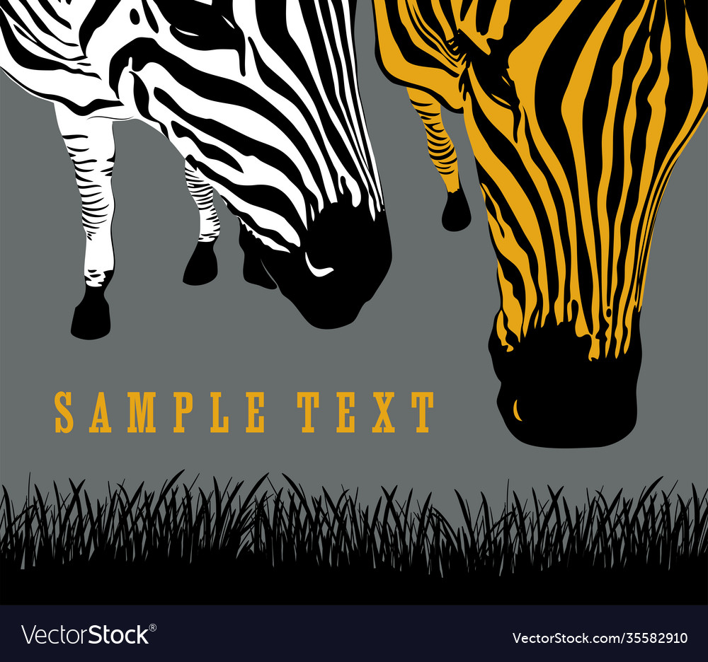 Graphical poster with tow heads zebra closeup Vector Image