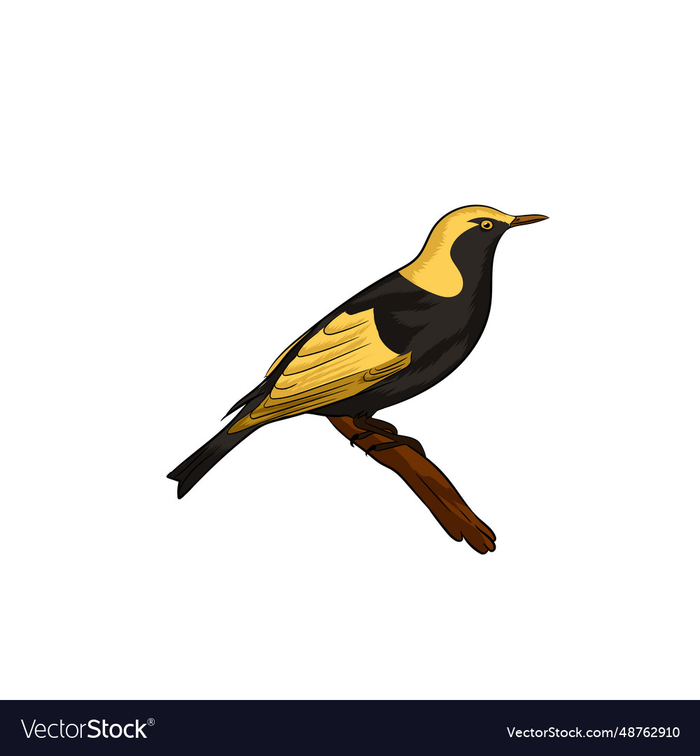 Image of regent bowerbird Royalty Free Vector Image