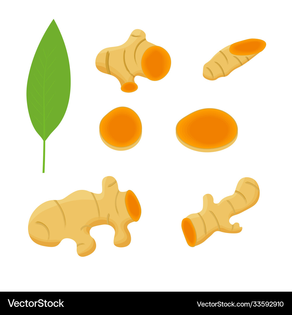 Set turmeric root and leaves isolated on white Vector Image