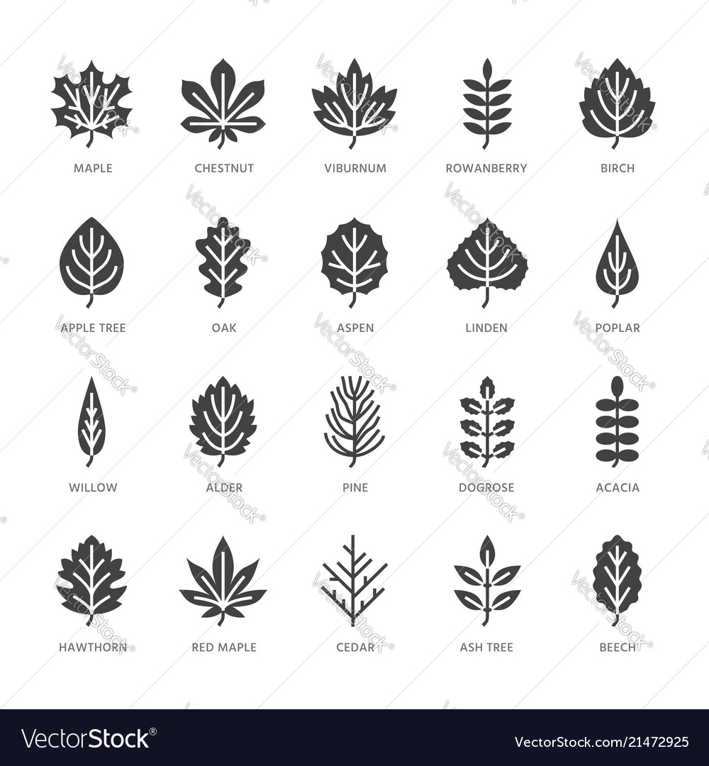 Autumn Leaves Flat Glyph Icons Leaf Types Rowan Vector Image