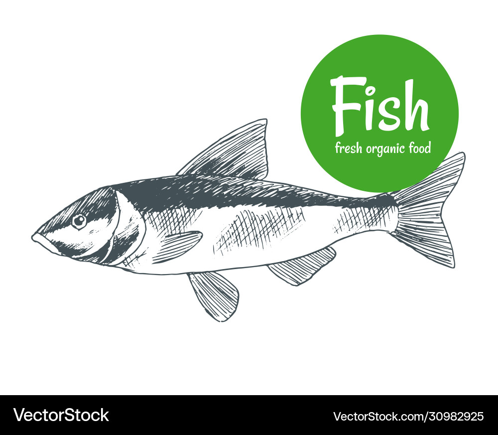 Hand drawn fish and seafood products Royalty Free Vector