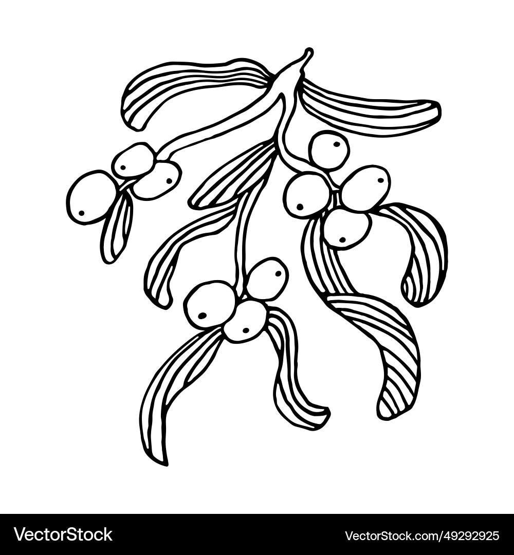 Hand drawn mistletoe christmas plant Royalty Free Vector