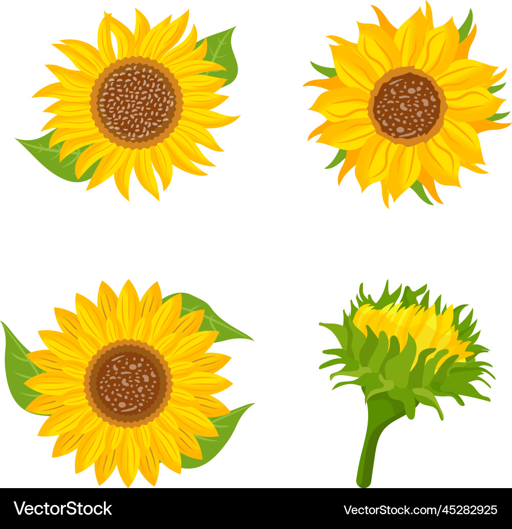 Set of beautiful flowers flat Royalty Free Vector Image