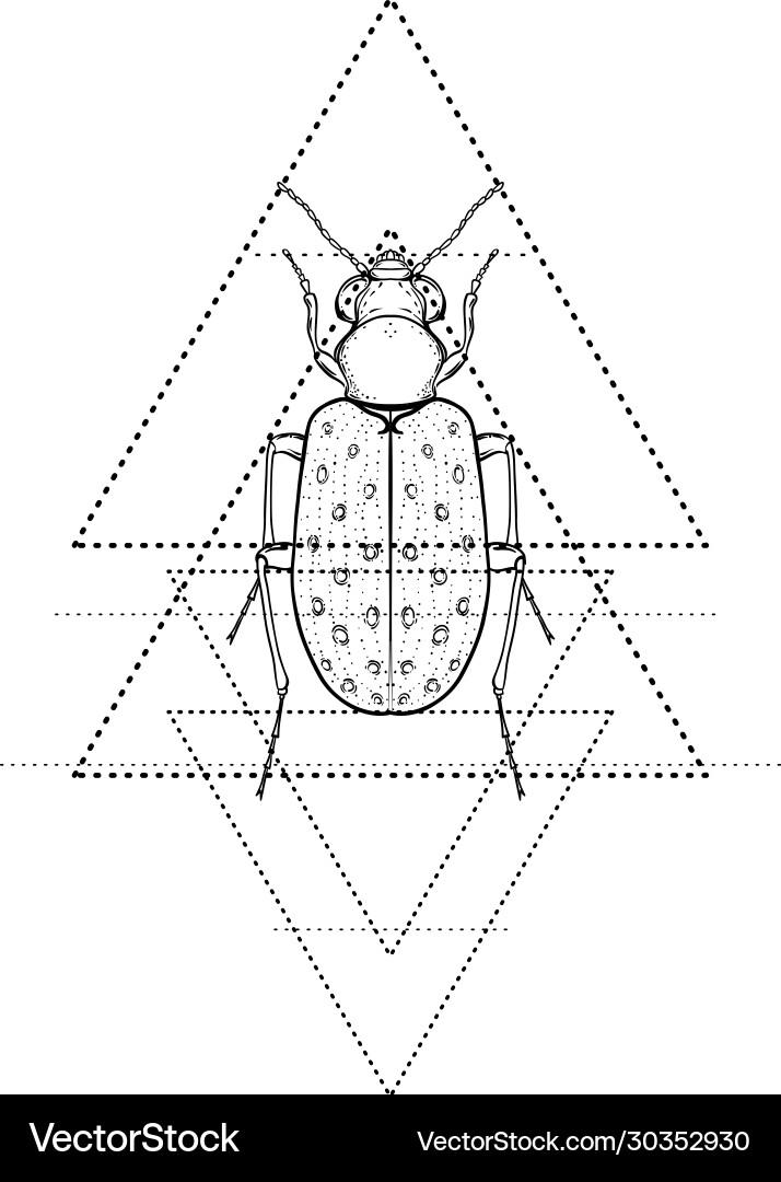 Black and white beetle over sacred geometry Vector Image