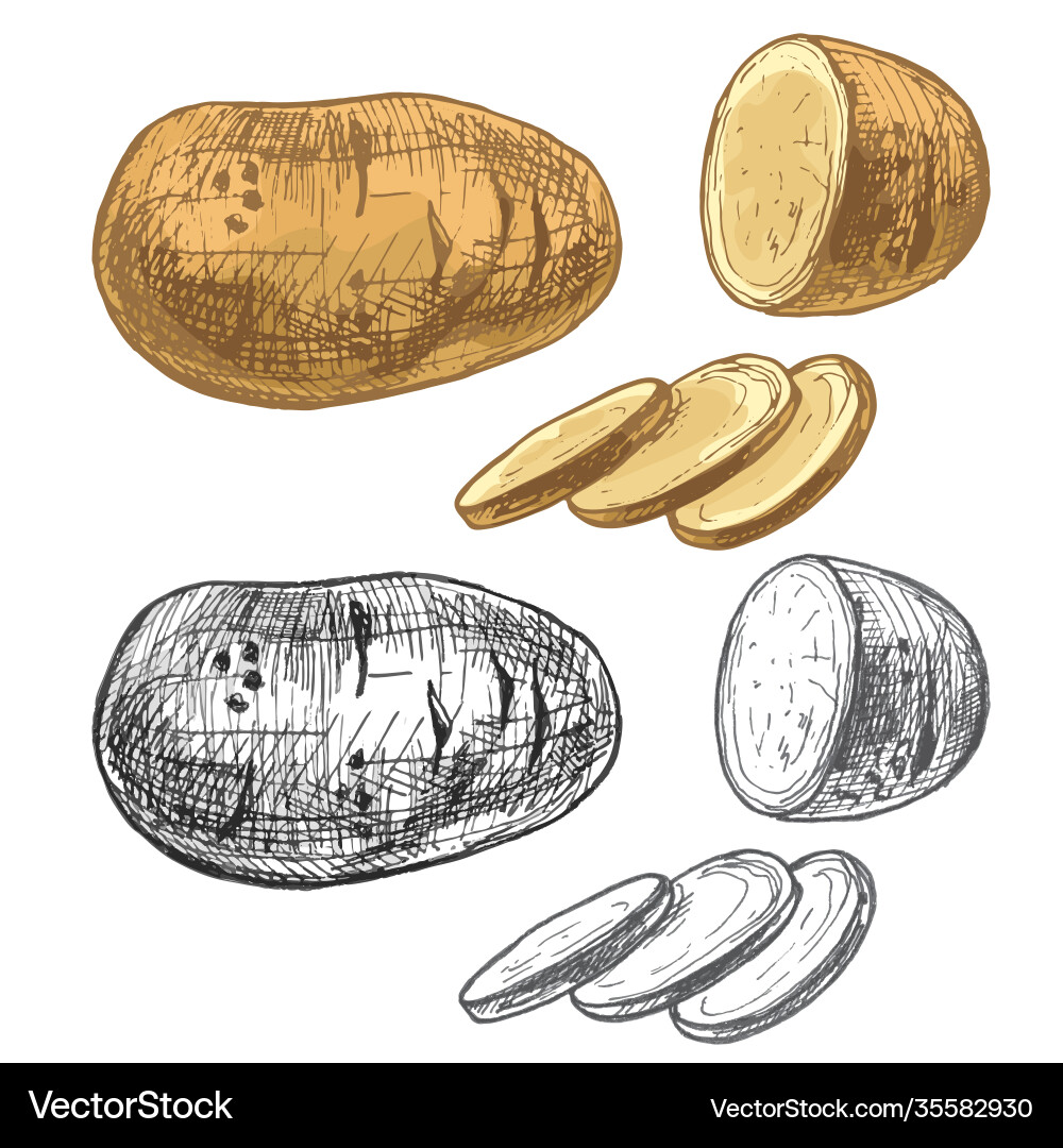 Potato whole and slice vintage hatching Royalty Free Vector