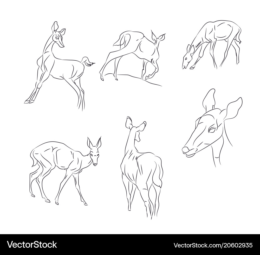 Deer line Royalty Free Vector Image - VectorStock