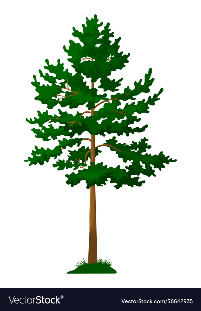 Green pine tree Royalty Free Vector Image - VectorStock