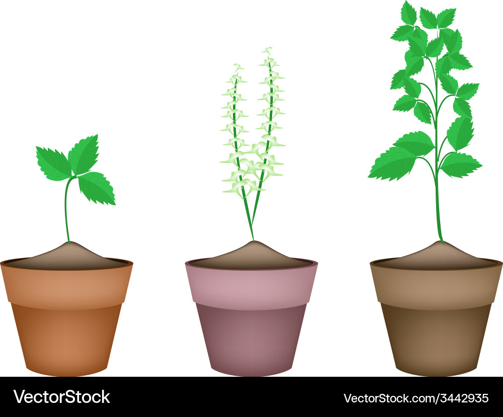 Holy basil plants in ceramic flower pots Vector Image