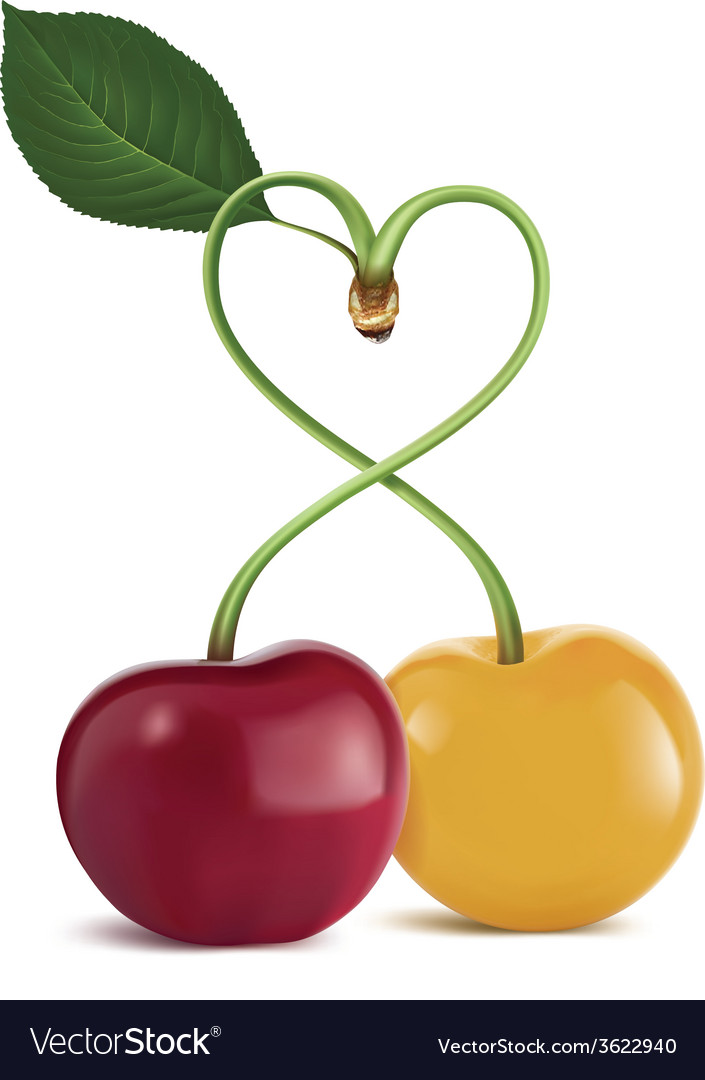 Cherry love Royalty Free Vector Image - VectorStock