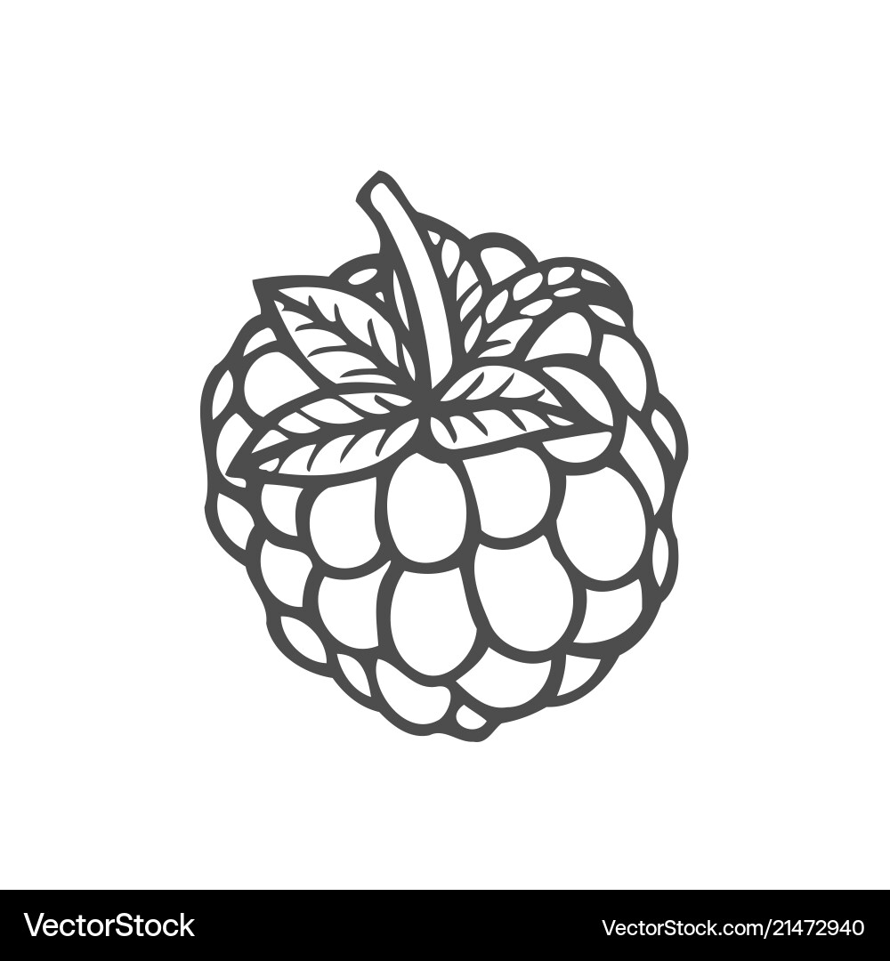 Superfood organic berry Royalty Free Vector Image