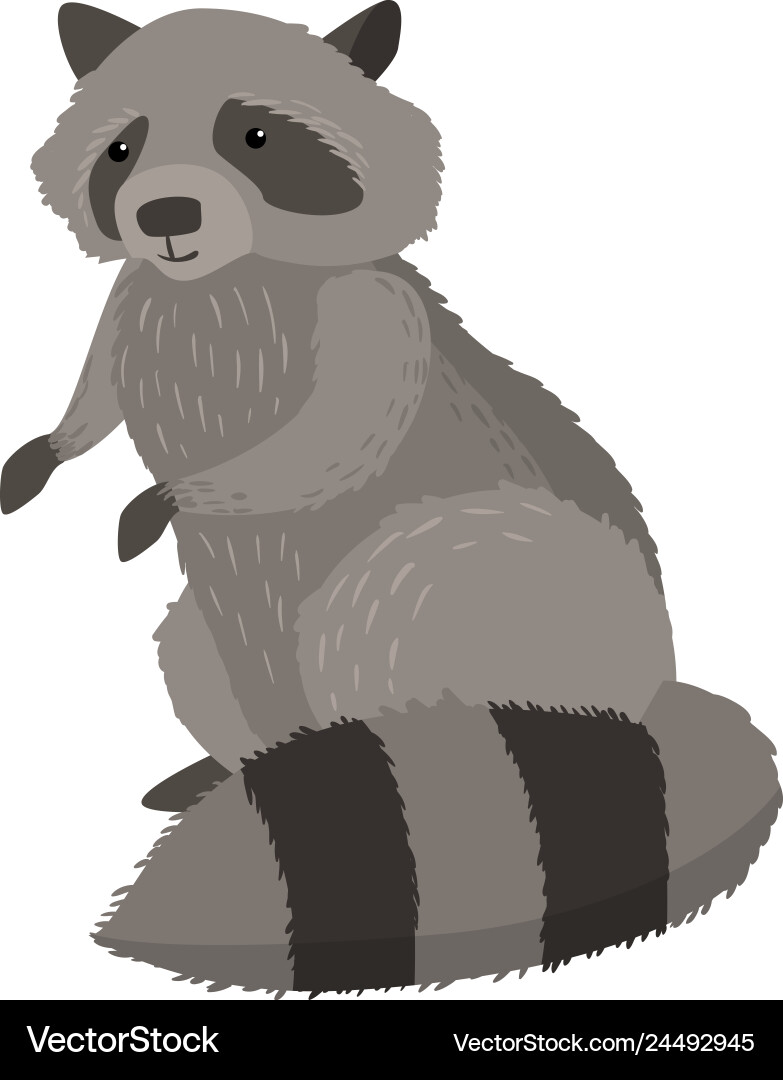 Grey raccoon standing on two paws at white Vector Image