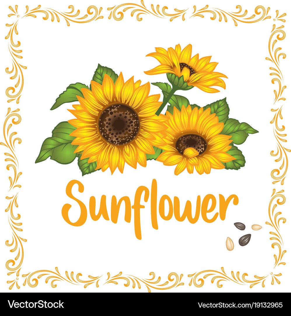 Sunflower sunflower card design Royalty Free Vector Image