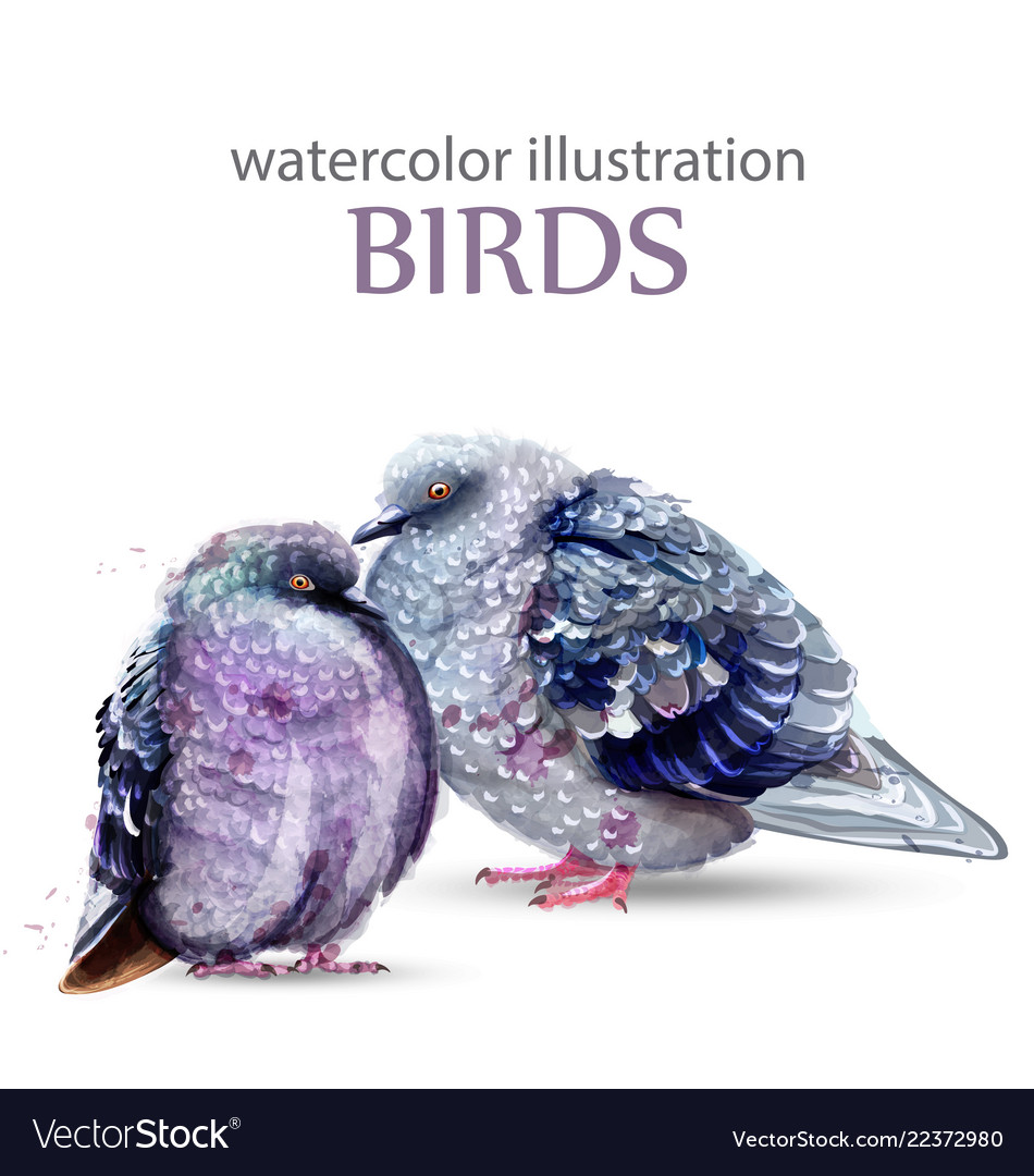 Pigeon birds watercolor colorful painted Vector Image
