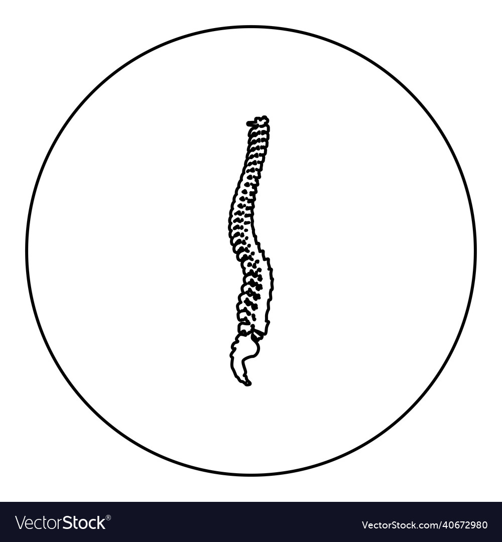 Spinal vertebral column spine backbone icon Vector Image Spinal vertebral column spine backbone icon Vector Image
