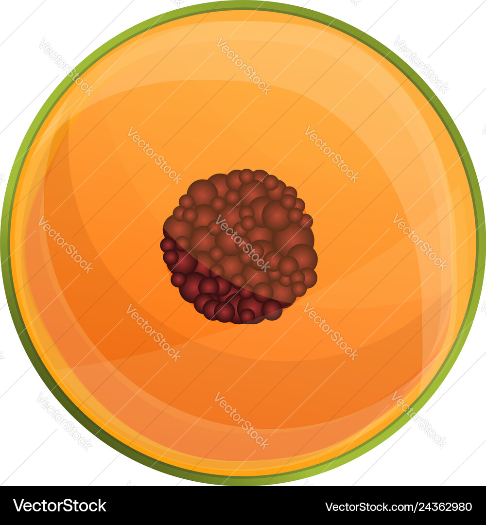 Top view papaya icon cartoon style Royalty Free Vector Image