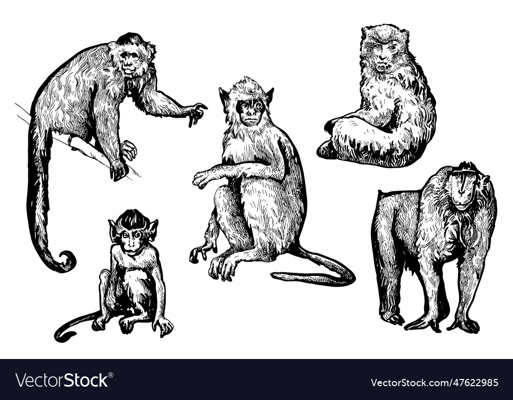 Handdrawn monkey monkey drawing Royalty Free Vector Image