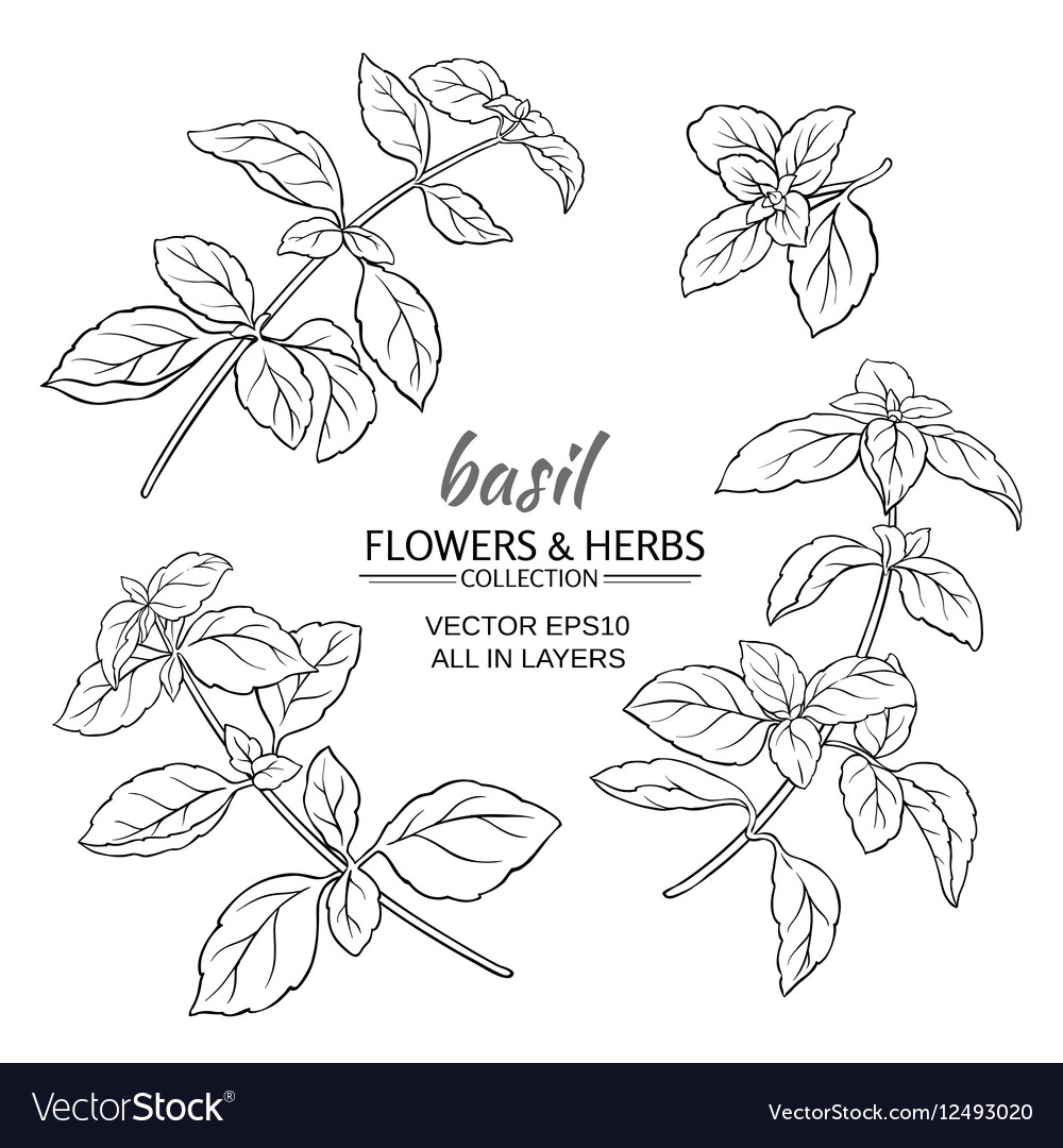 Basil set Royalty Free Vector Image - VectorStock