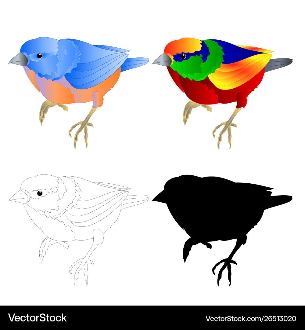 Bluebird small bird thrush and tropical bird Vector Image