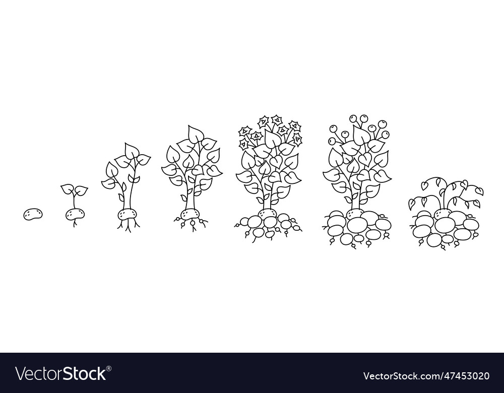 Potato growing cycle growing stages harvest Vector Image