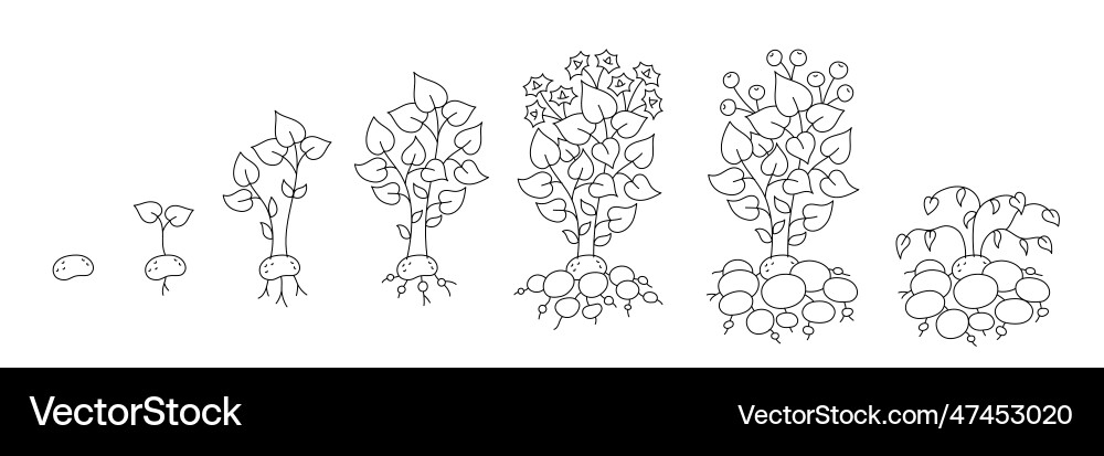 Potato growing cycle stages harvest Royalty Free Vector