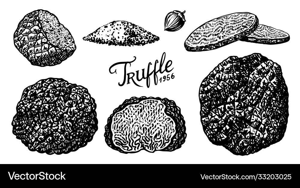 Truffles mushrooms set engraved hand drawn Vector Image