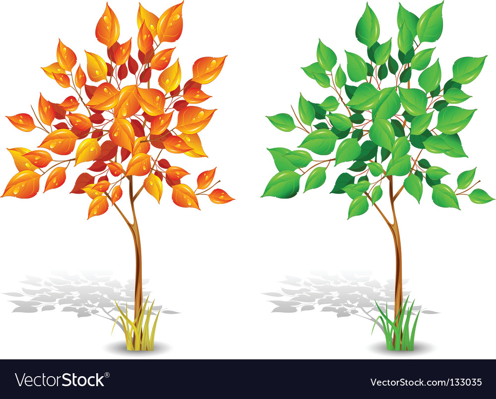 Tree Royalty Free Vector Image - VectorStock