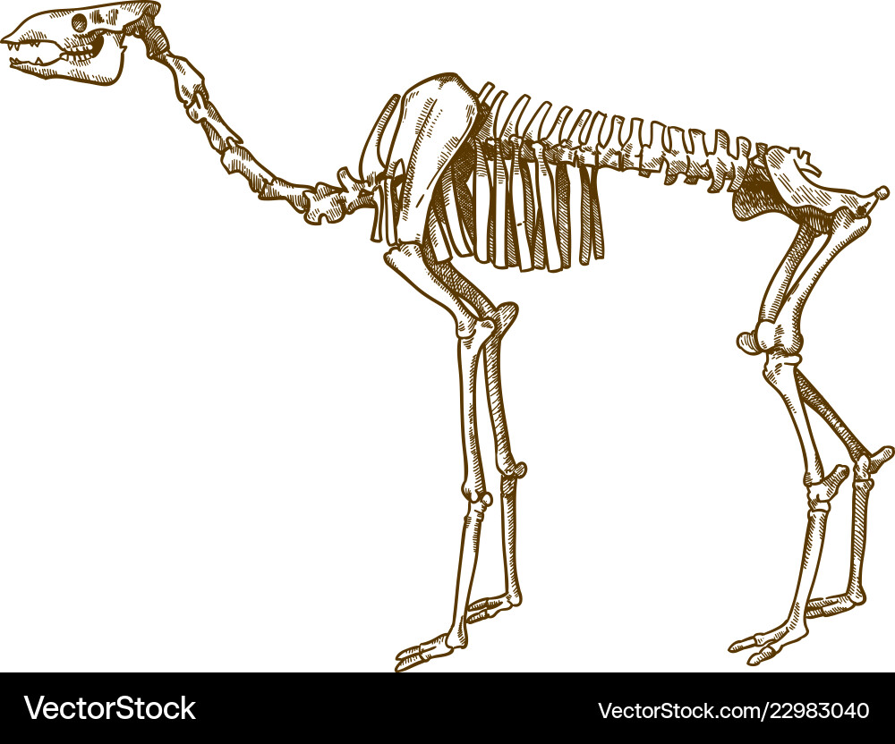 Engraving of camel skeleton Royalty Free Vector Image