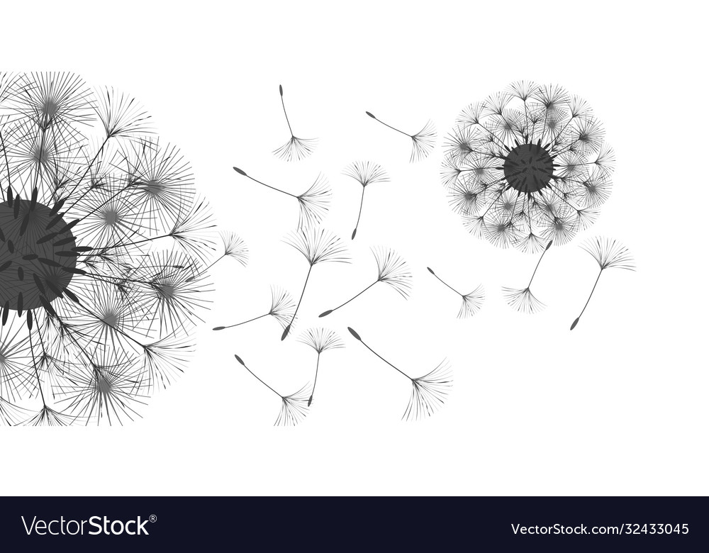 Dandelion background Royalty Free Vector Image