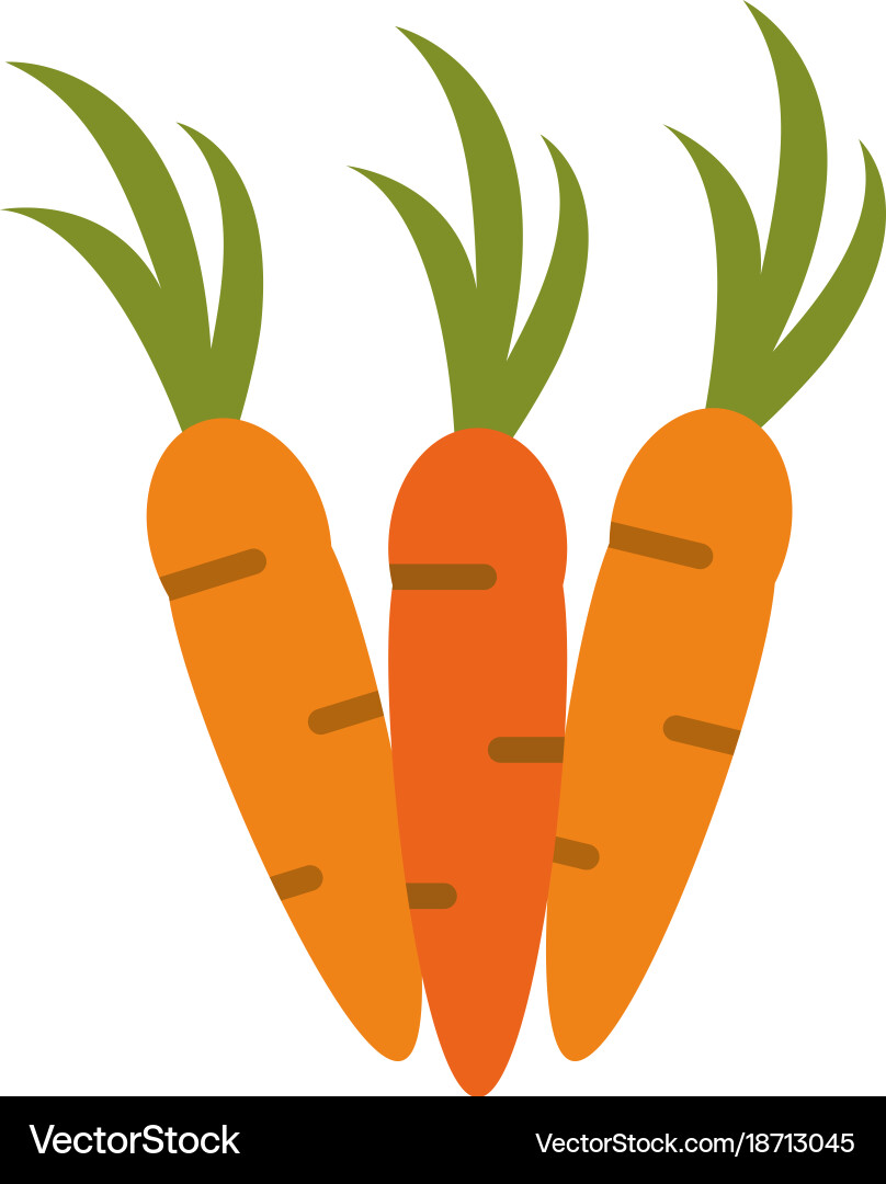 Fresh carrot vegetable Royalty Free Vector Image